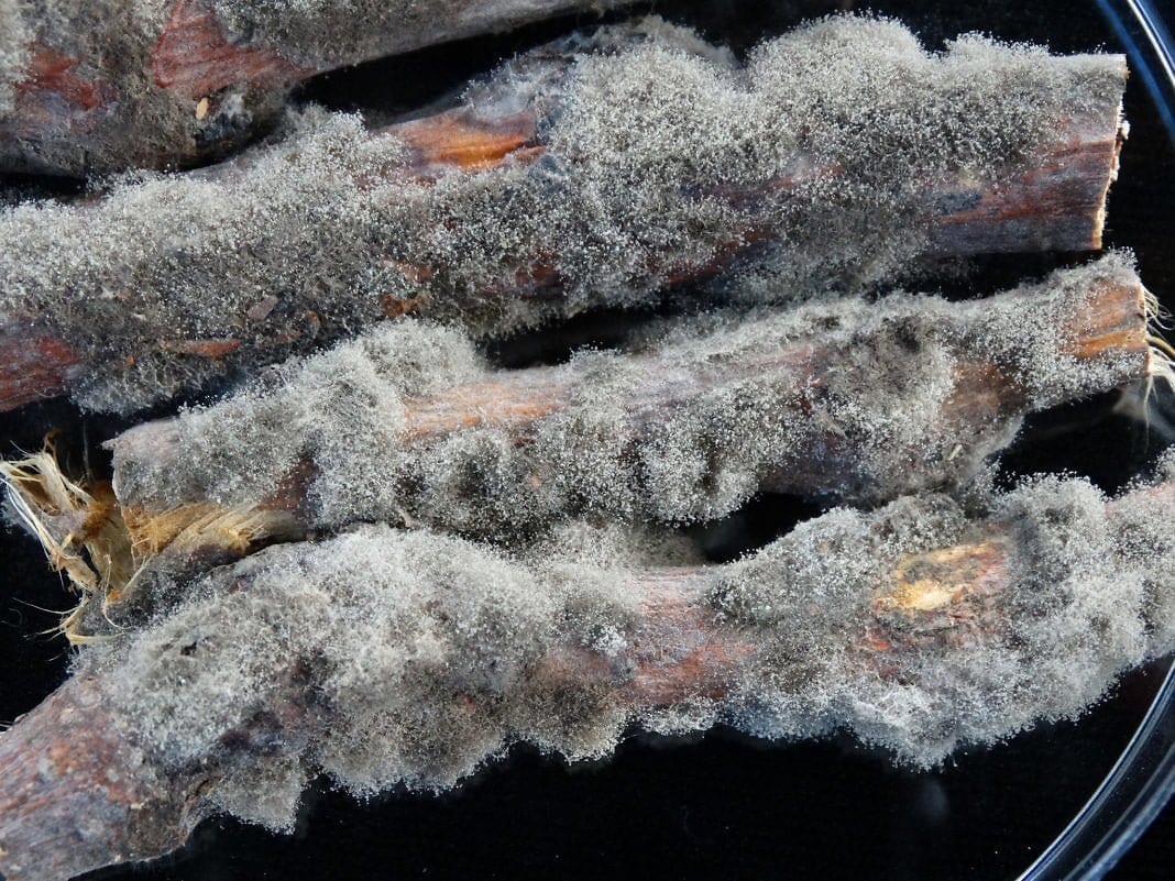 Botrytis Cinerea - DabConnection