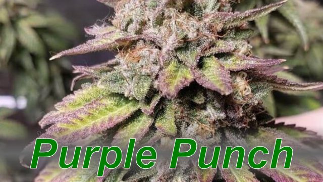 Purple Punch - Cannabis Strain