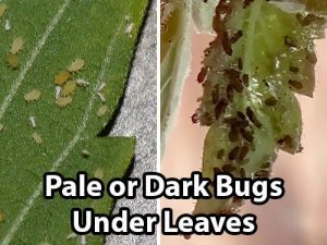 Dealing with Cannabis Pests and Bugs: Identification and Control