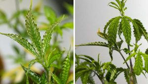 Dealing with Cannabis Pests and Bugs: Identification and Control