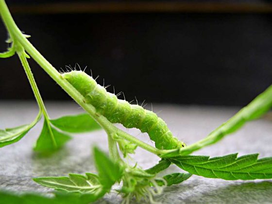 Dealing with Cannabis Pests and Bugs: Identification and Control