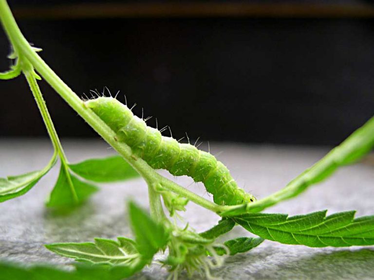 Dealing with Cannabis Pests and Bugs: Identification and Control