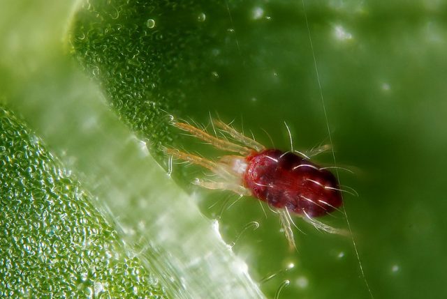 Dealing with Cannabis Pests and Bugs: Identification and Control