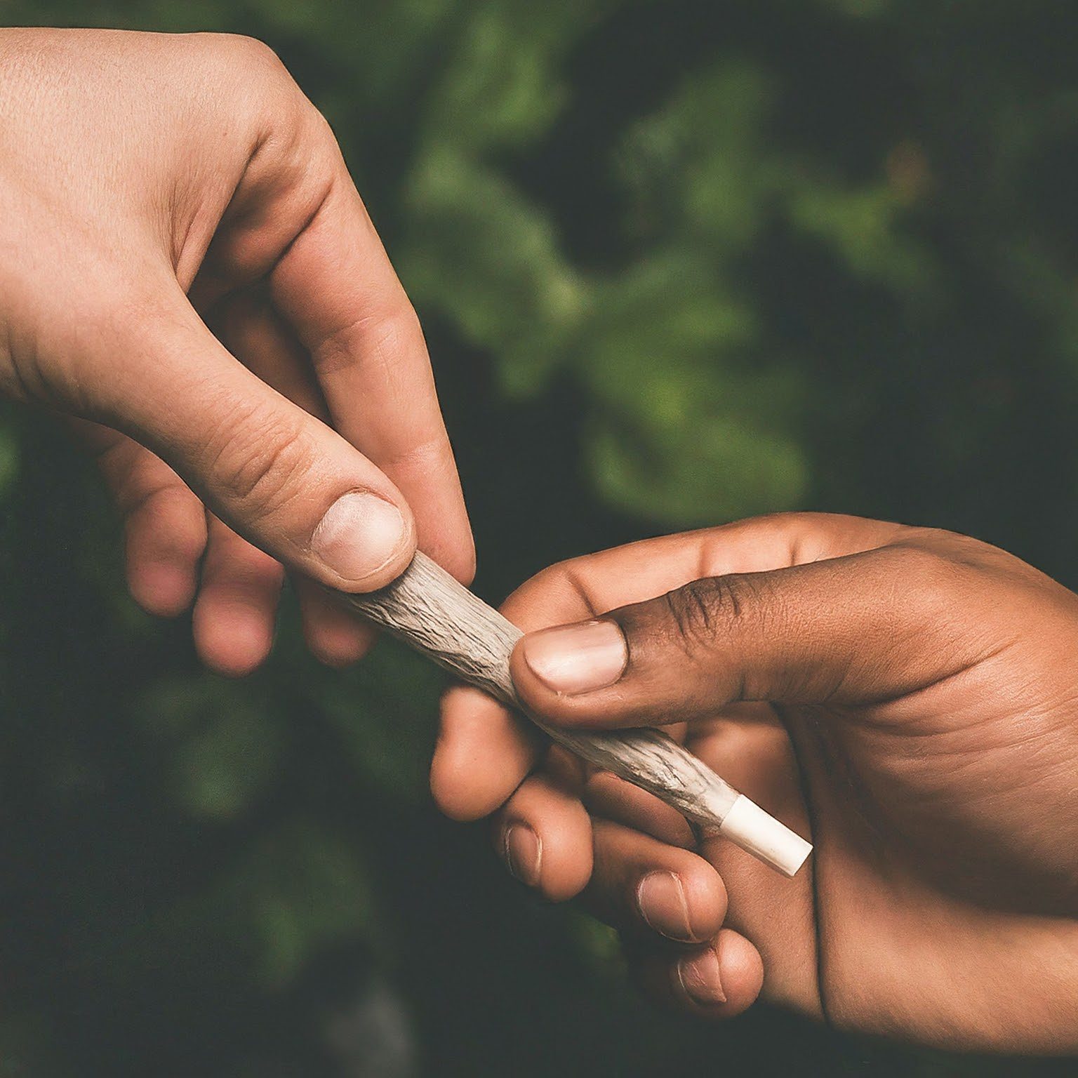 A Deadly Duo: The Hidden Danger of Fentanyl-Laced Cannabis